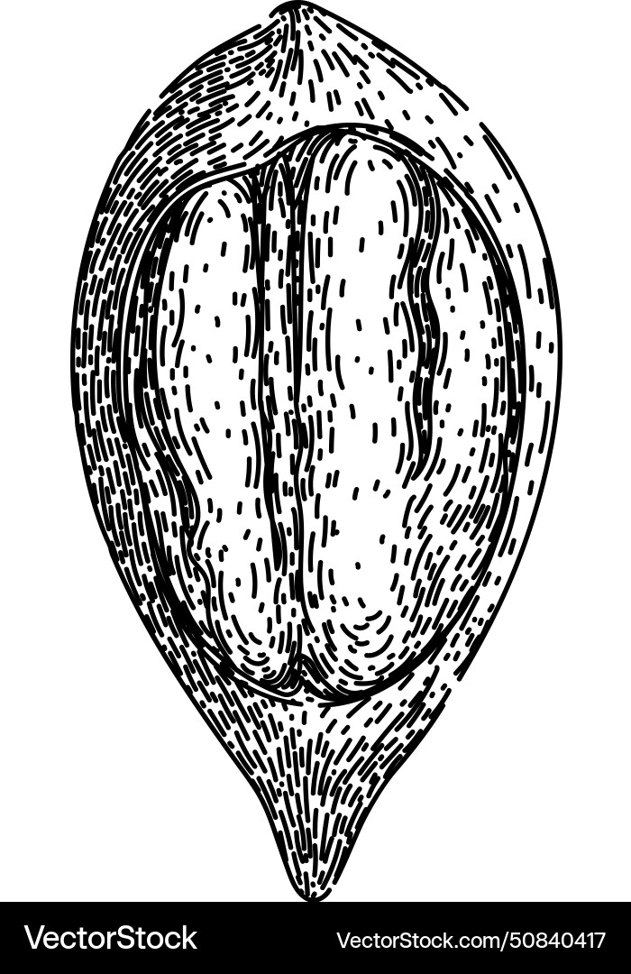 Shell pecan nut sketch hand drawn Royalty Free Vector Image