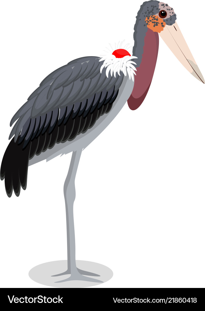 Marabou Stork Drawing