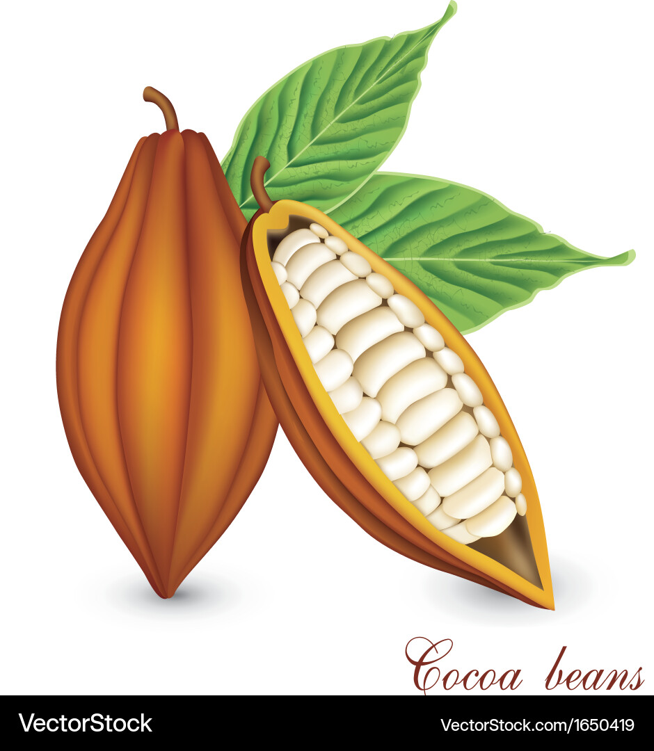 Cocoa beans Royalty Free Vector Image - VectorStock