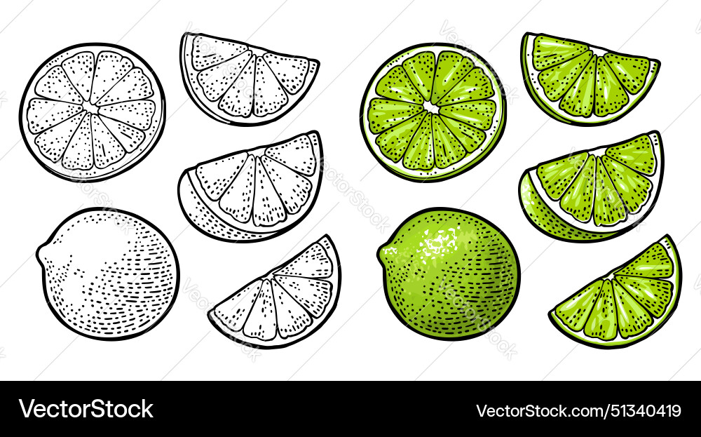 Lime whole and slice vintage engraving Royalty Free Vector