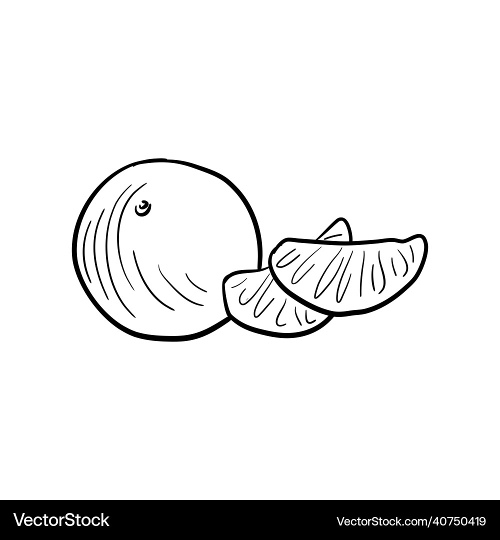 Mandarin drawing sketch of fruit Royalty Free Vector Image