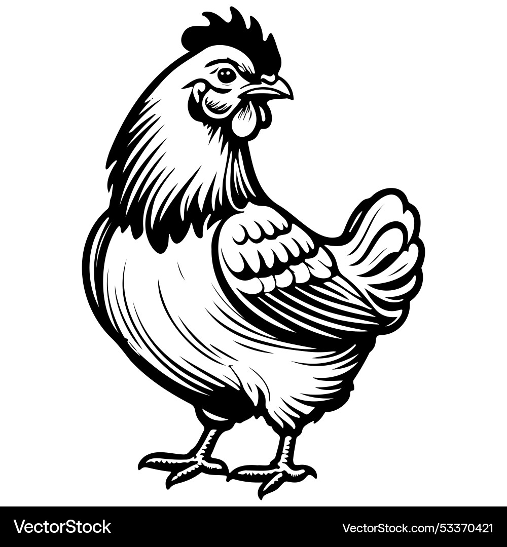 Chicken of hand drawn line transparent background Vector Image