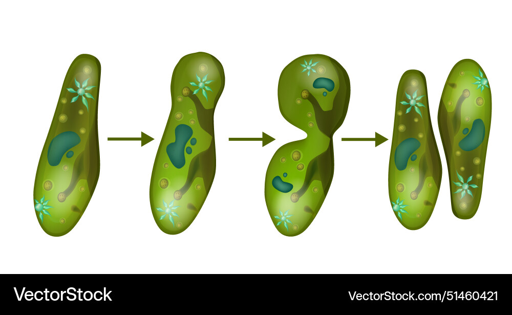 Microbe paramecium cell division reproduction Vector Image