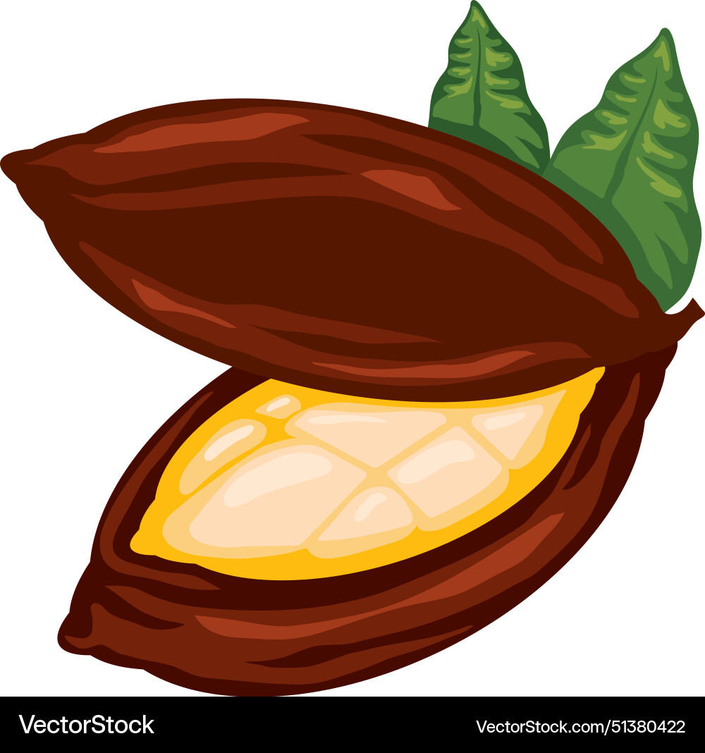 Cocoa superfood nature Royalty Free Vector Image