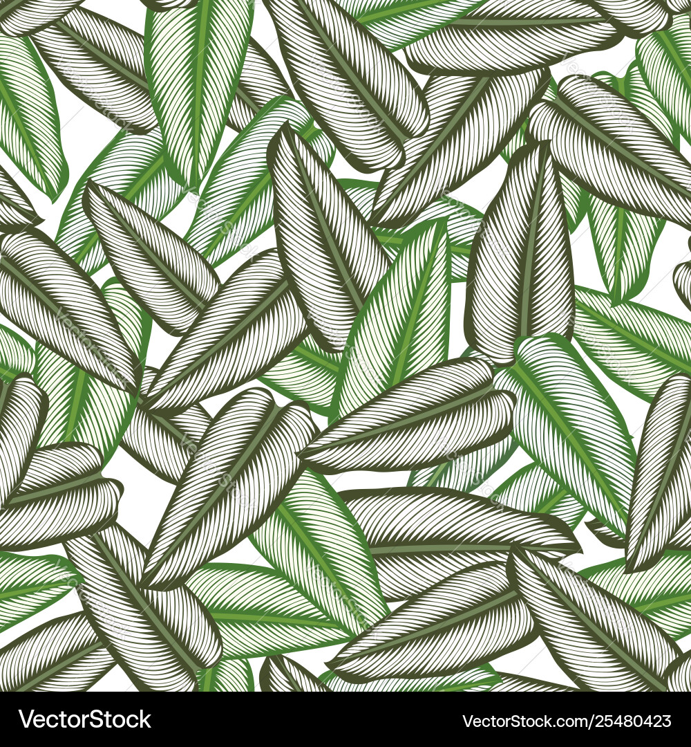 Calathea Tropical Leaf Pattern Royalty Free Vector Image