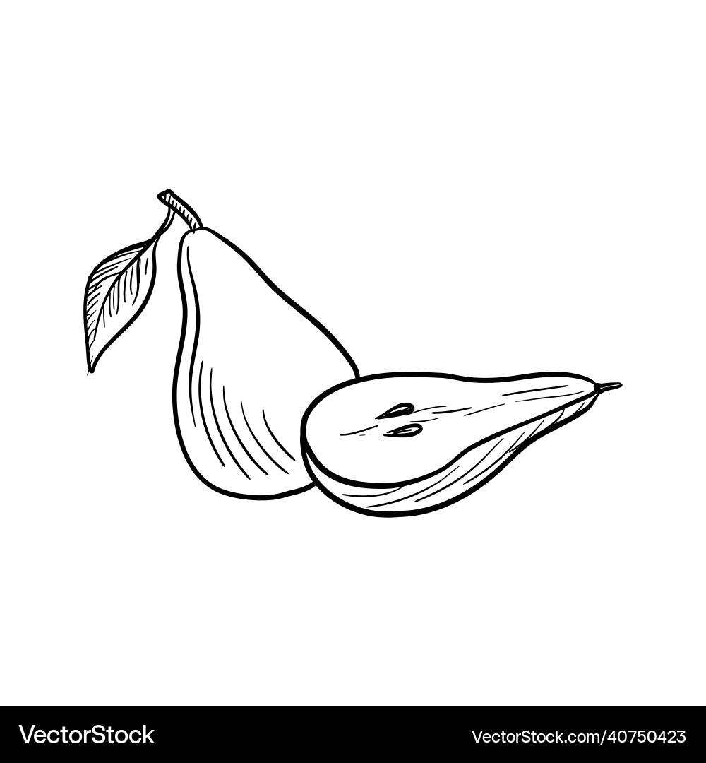 Pears drawing sketch of fruit Royalty Free Vector Image