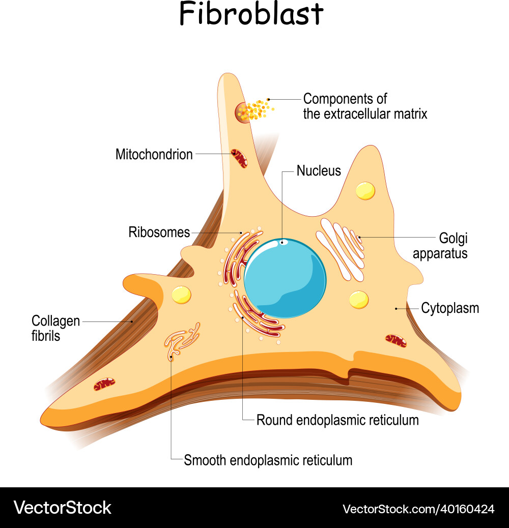 Fibroblast cell structure and anatomy Royalty Free Vector