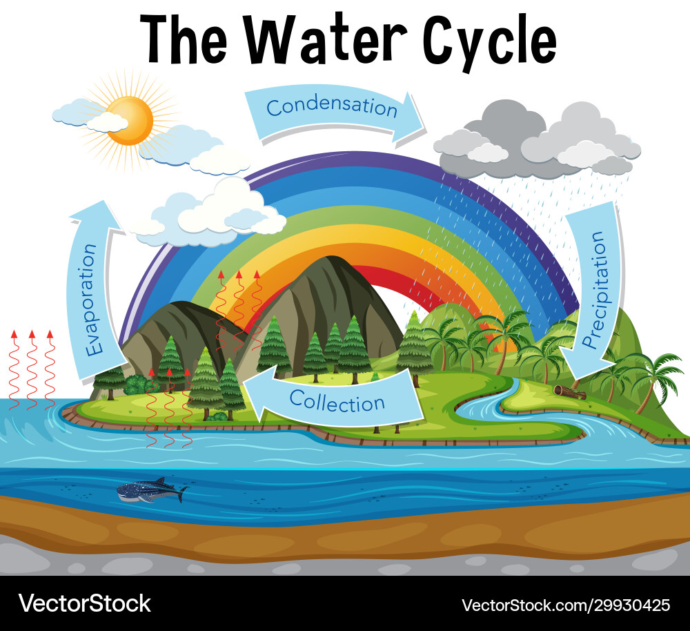 Diagramm mit Wasserkreislauf mit Niederschlägen Vektorbild