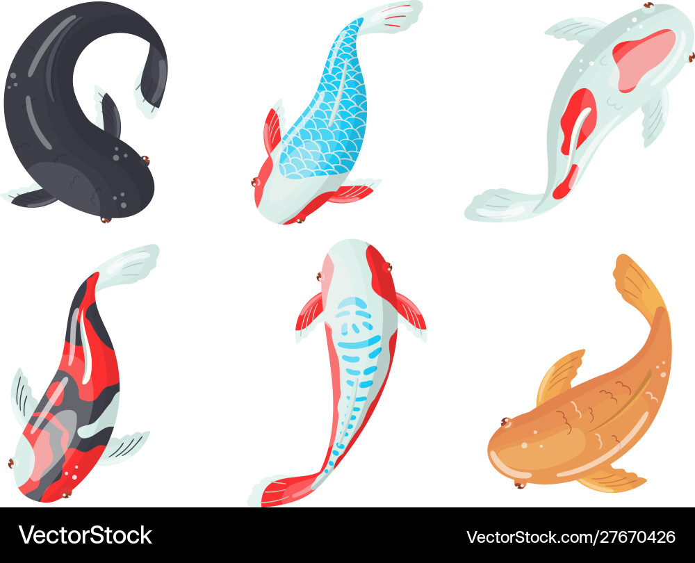Different koi fish swimming view from above Vector Image