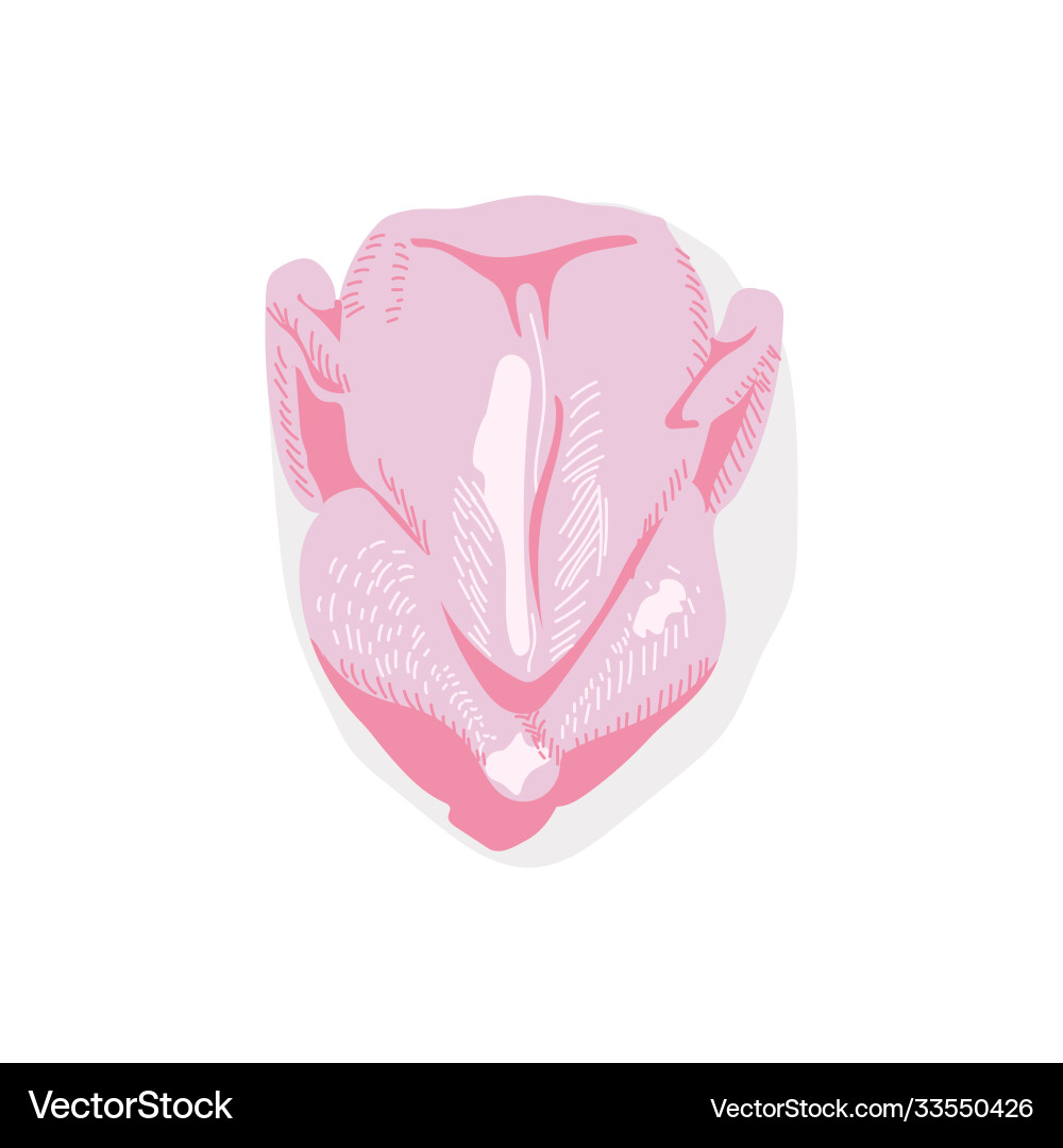 Fresh raw whole chicken Royalty Free Vector Image