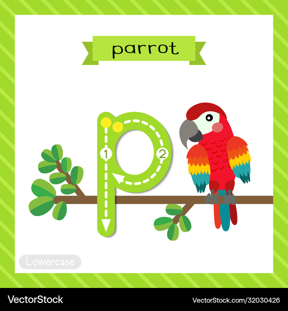 Letter p lowercase tracing red parrot bird Vector Image