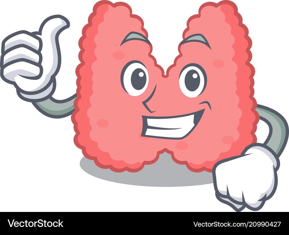 Thumbs up thyroid character cartoon style Vector Image