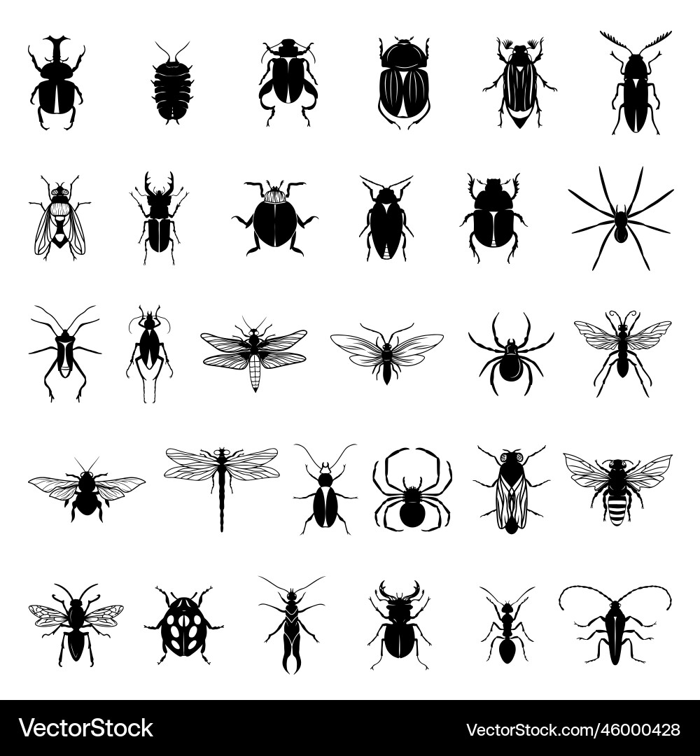 Collection of black insects isolated on a white Vector Image