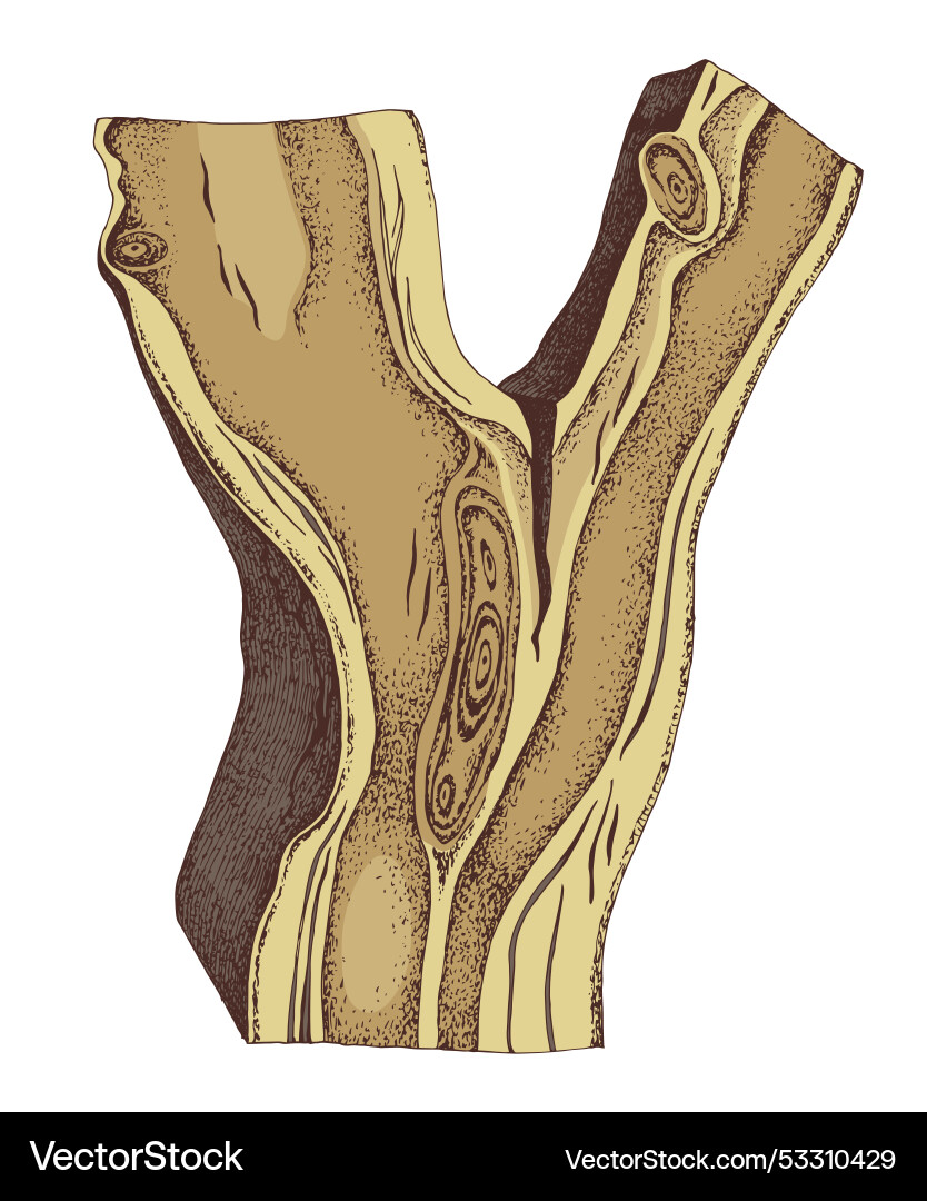 Rustic Wood Slice Royalty Free Vector Image - VectorStock