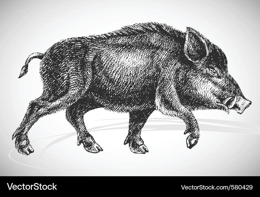 Wild boar Royalty Free Vector Image - VectorStock