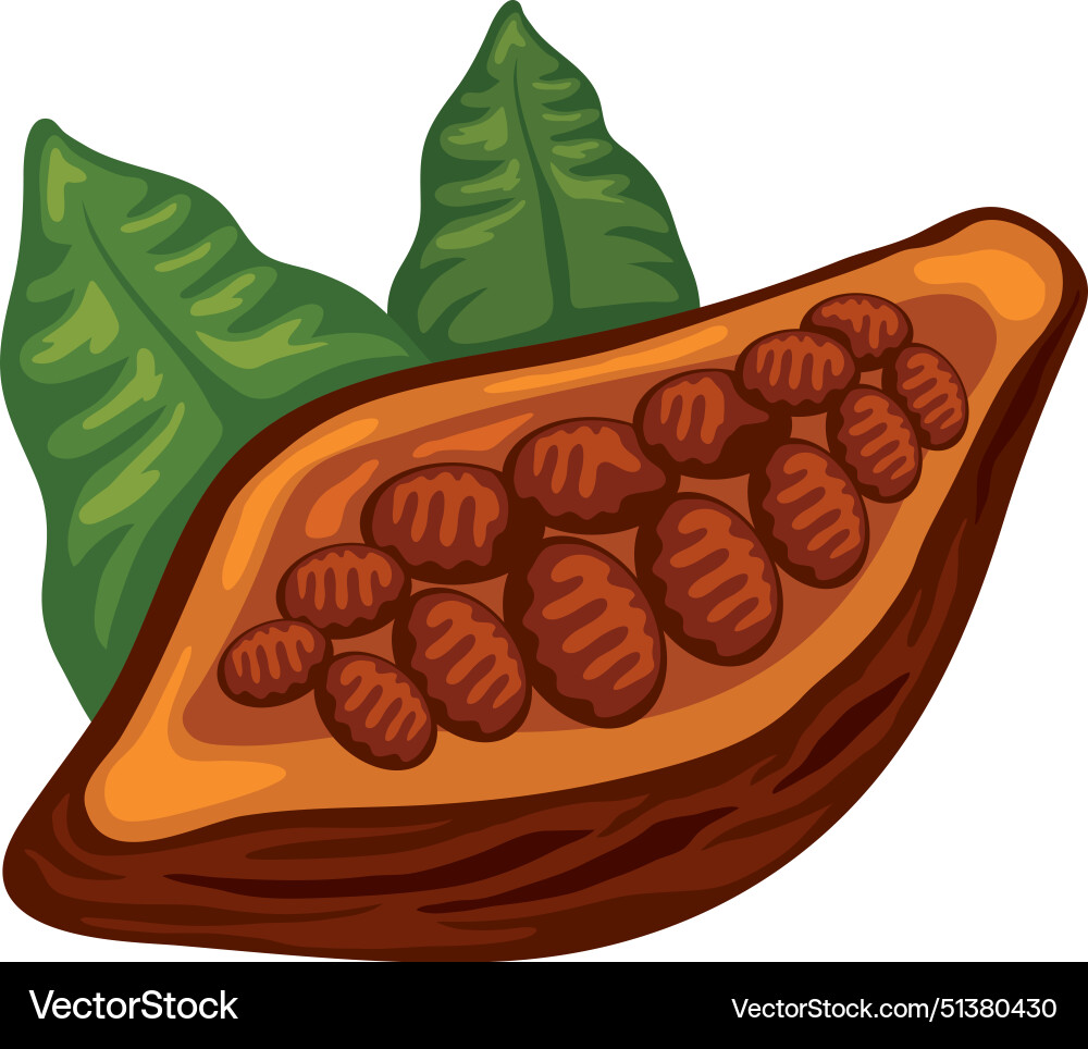 Cocoa beans and leaves Royalty Free Vector Image