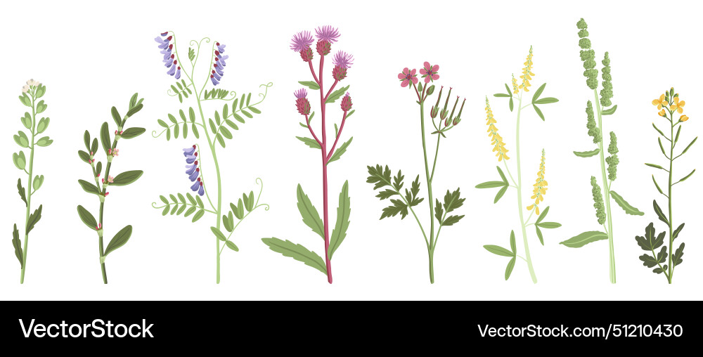 Drawing wild flowers Royalty Free Vector Image