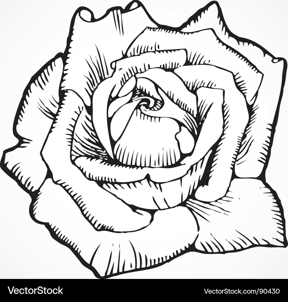 Rose Royalty Free Vector Image - VectorStock
