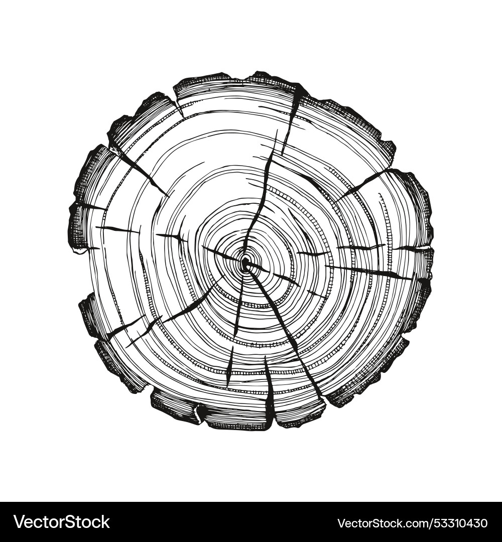 Rustic Natural Edge Wood Slab – Royalty-Free Vector | VectorStock