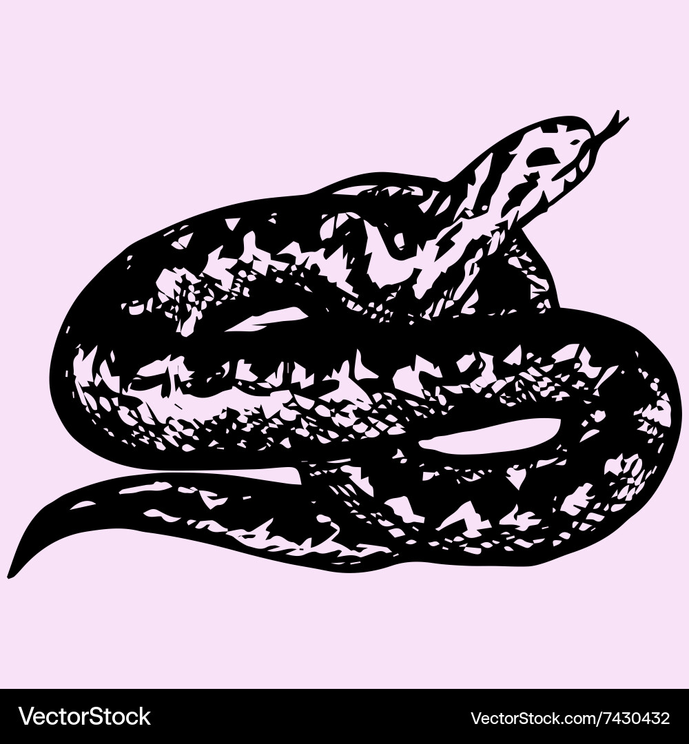 Snake Royalty Free Vector Image - VectorStock