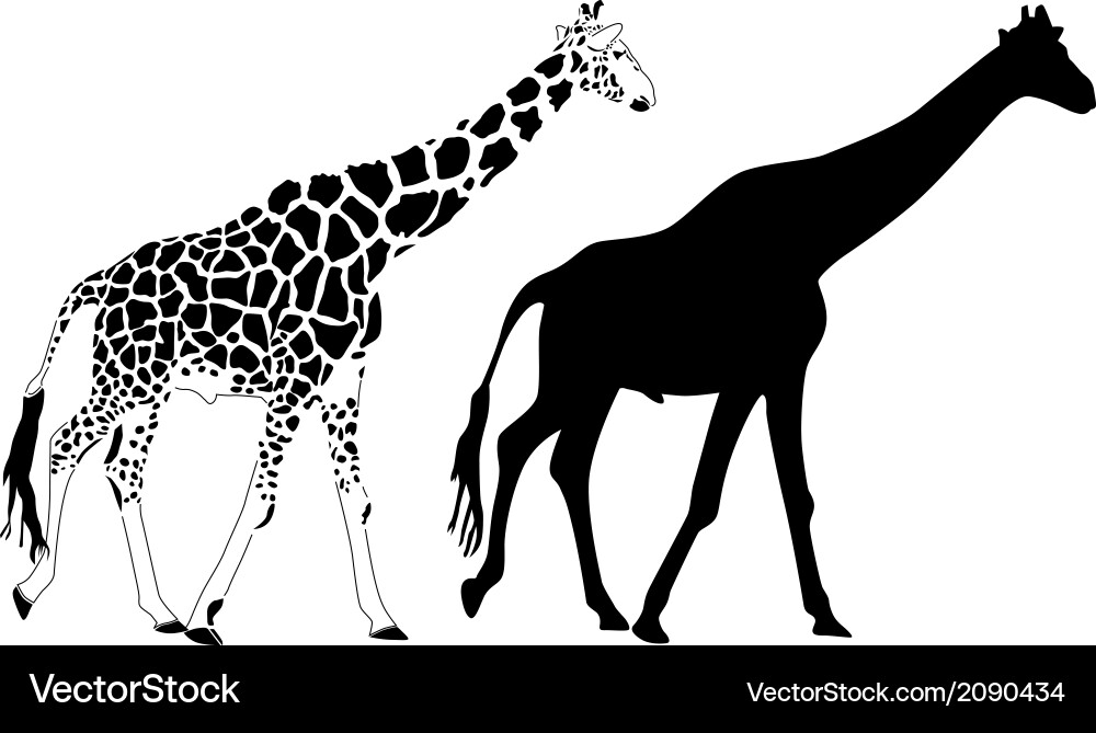 Giraffe Royalty Free Vector Image - VectorStock