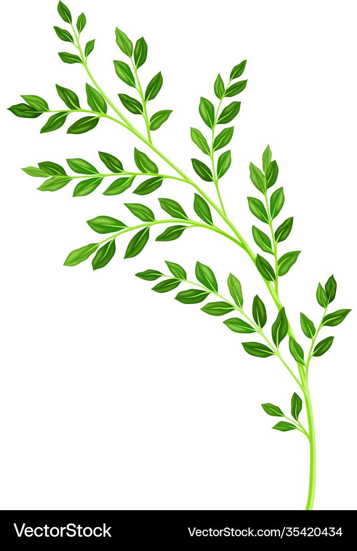 Grass floral branch as wildflower specie Vector Image