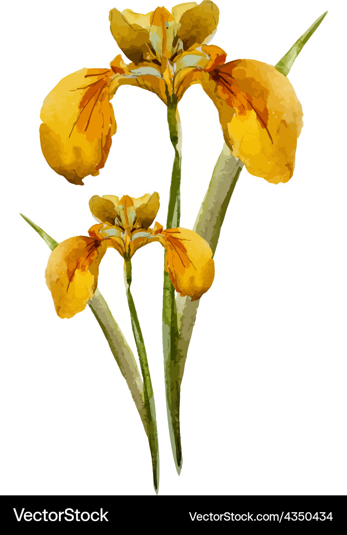 Iris flowers Royalty Free Vector Image - VectorStock