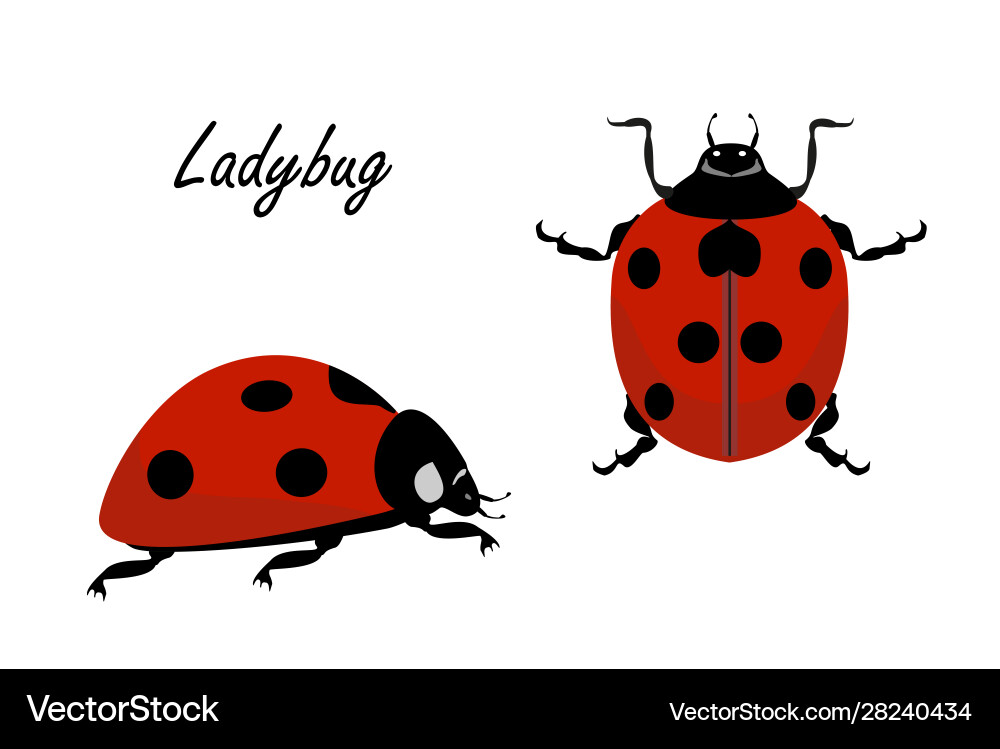 Ladybug on a white background cute simple Vector Image
