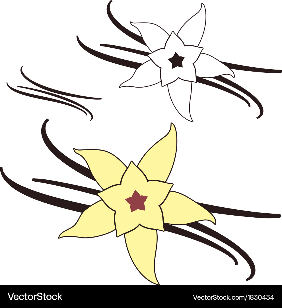 Vanilla Royalty Free Vector Image - VectorStock