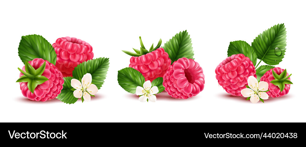 Ripe raspberry realistic compositions Royalty Free Vector