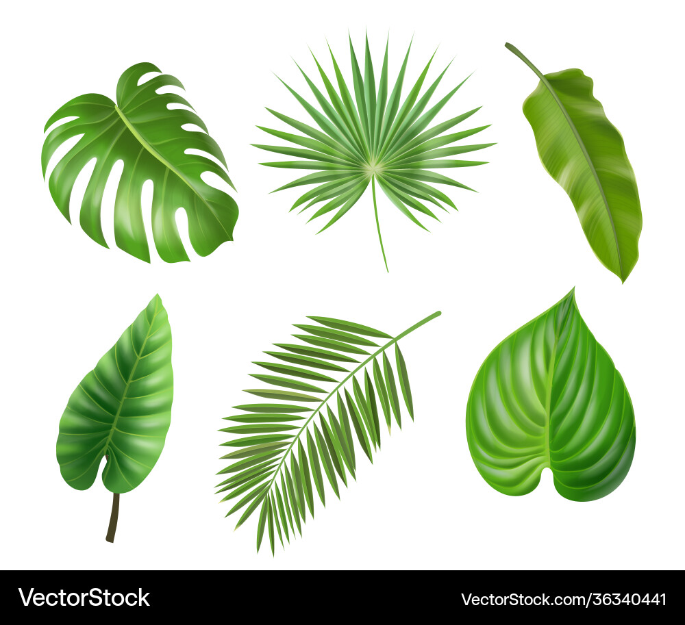 Tropical palm leaves set isolated Royalty Free Vector Image