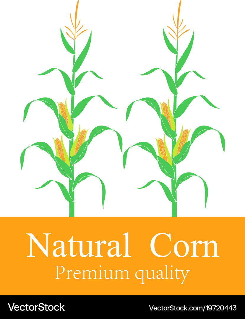Corn stalk Royalty Free Vector Image - VectorStock