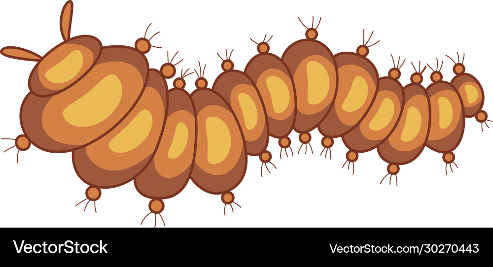 Orange caterpillar insect beautiful bright Vector Image