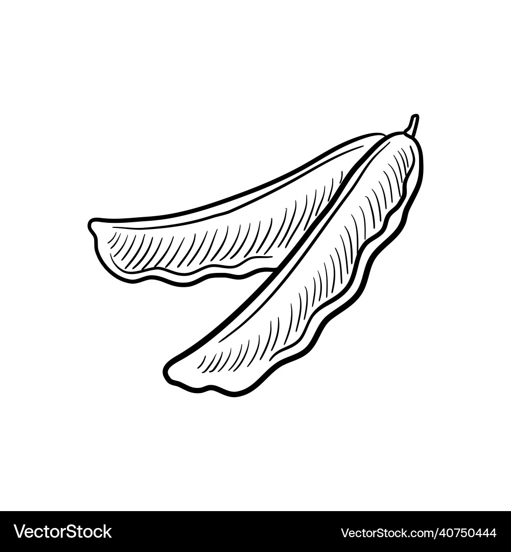 Drawing carob fruit at white background Royalty Free Vector