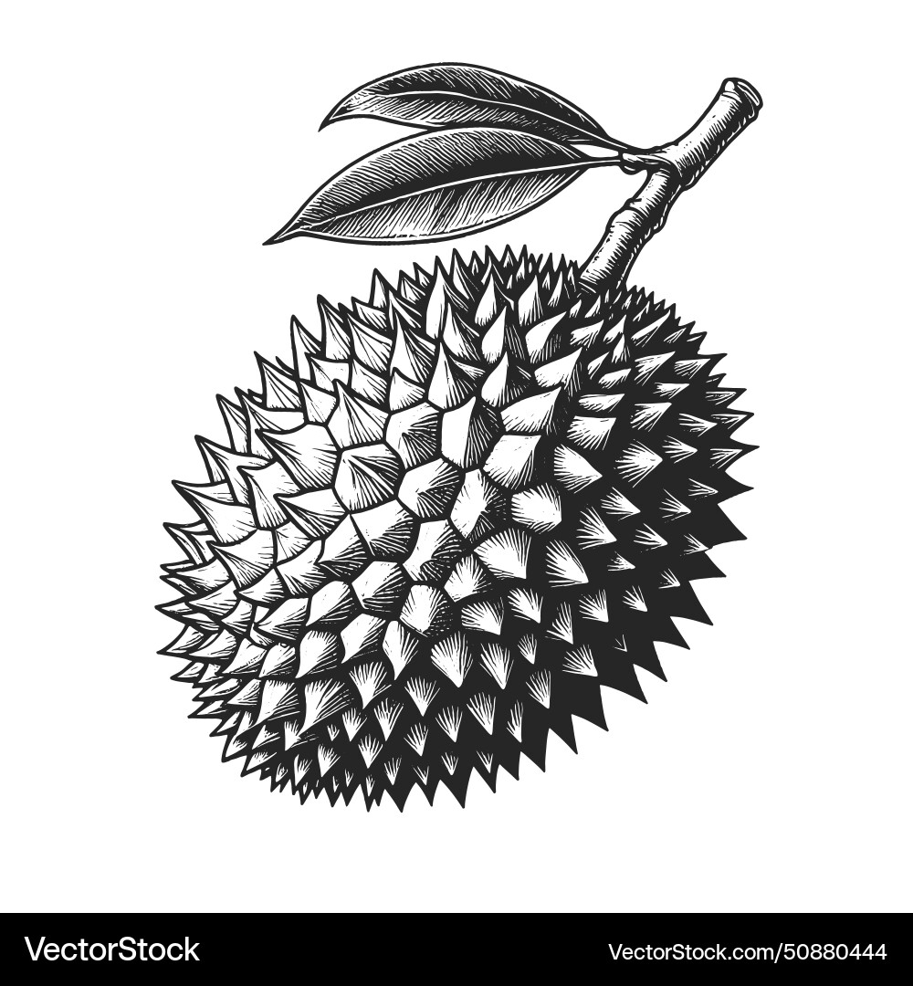 Durian Fruit Drawing