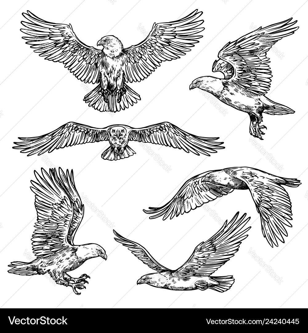 Flying Hawk Silhouette Royalty Free Vector Image