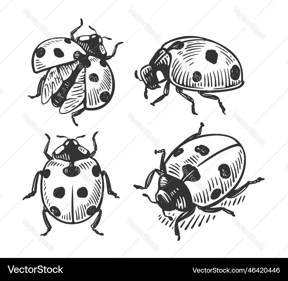 Ladybug hand drawn insect set Royalty Free Vector Image Ladybug hand drawn insect set Royalty Free Vector Image