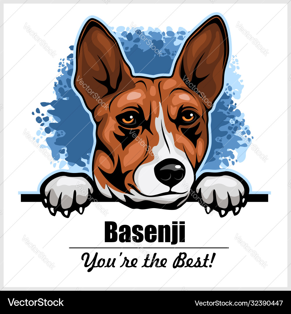 Basenji - Peeking Hunde Rasse Gesichtskopf isoliert