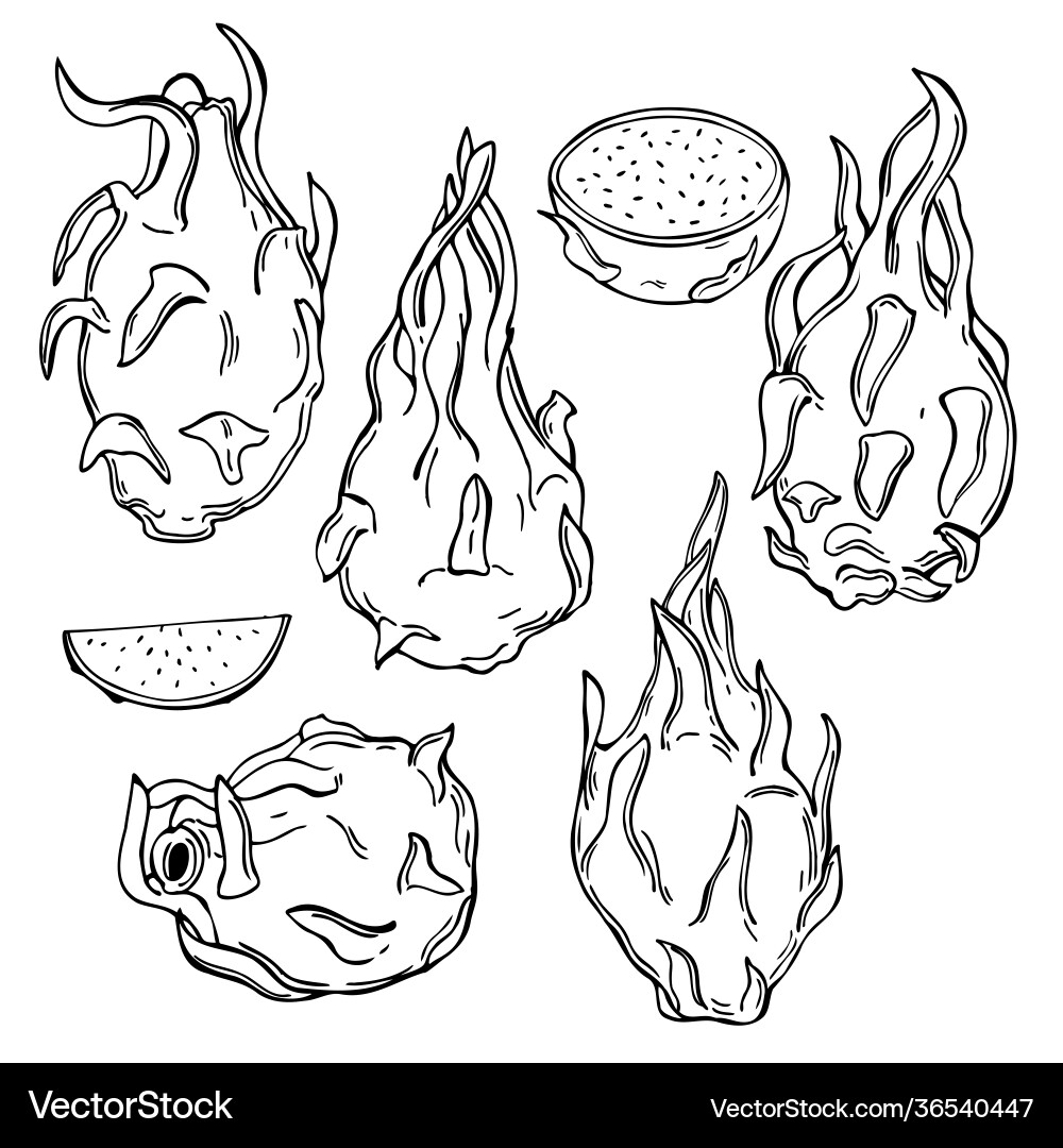 Pitahaya set Royalty Free Vector Image - VectorStock