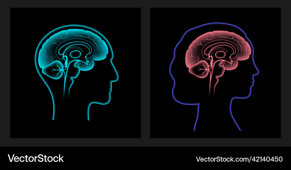 Brain 3d anatomy Royalty Free Vector Image - VectorStock