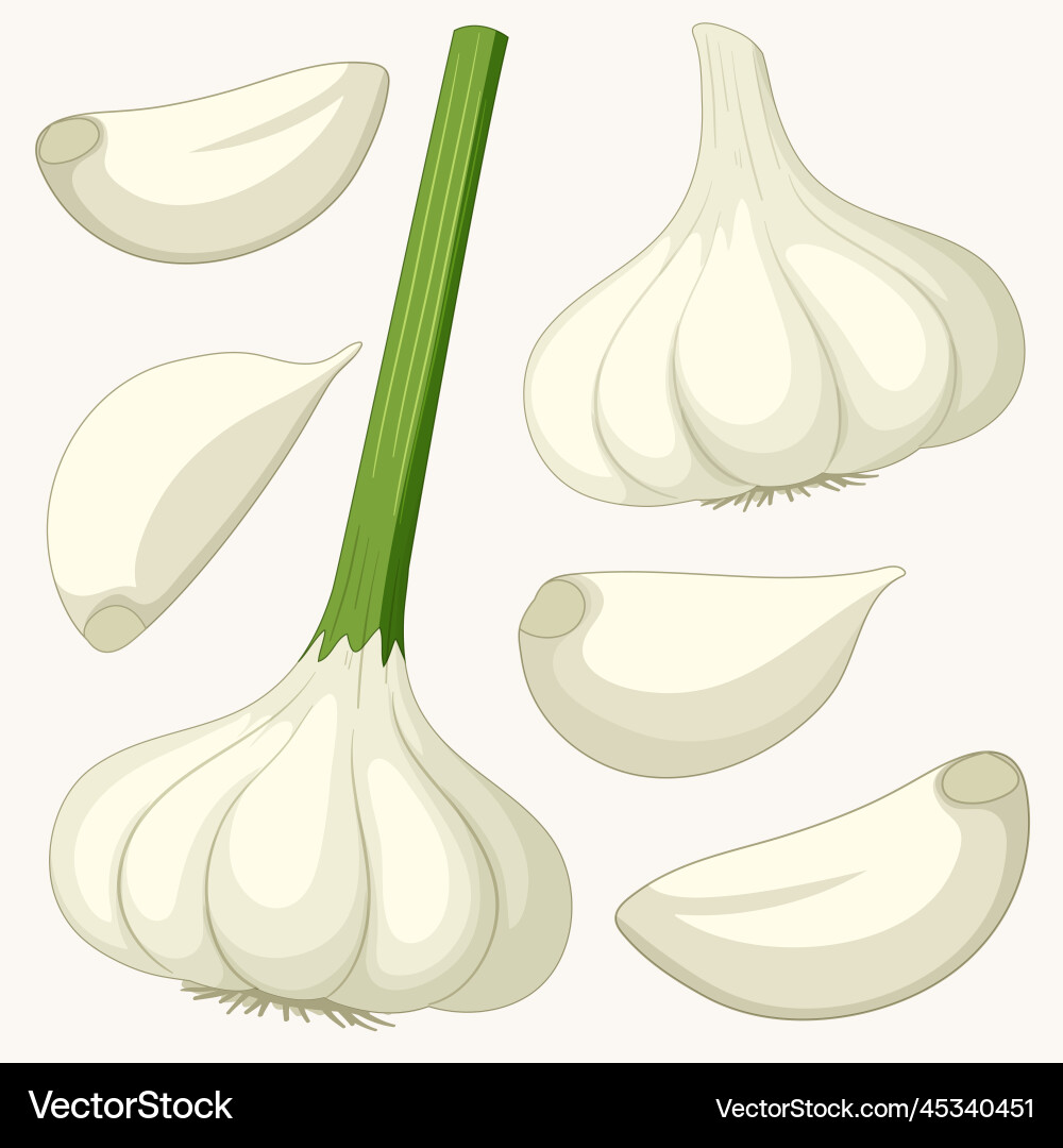 Garlic in cartoon style isolated Royalty Free Vector Image