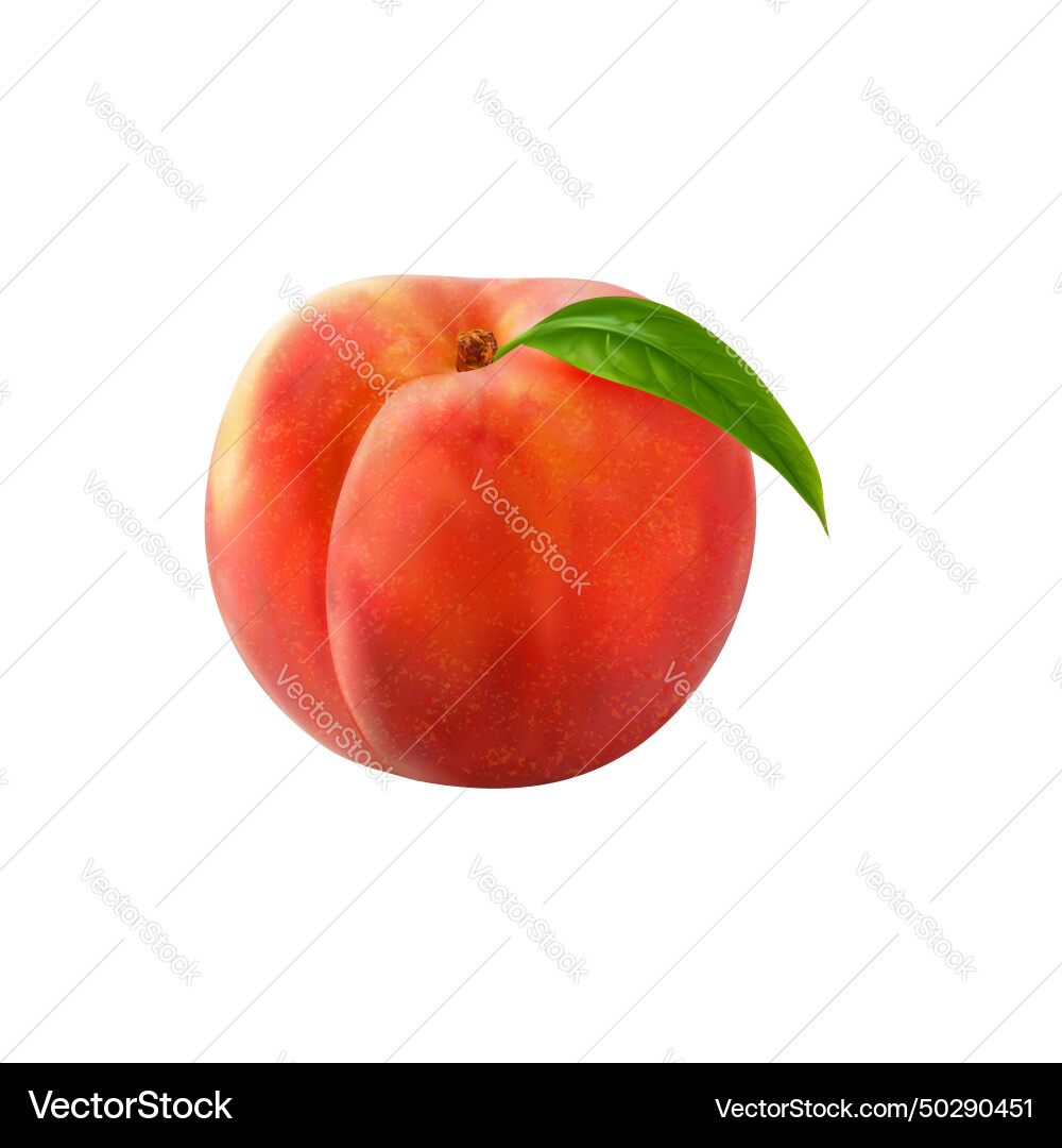 Realistic ripe raw peach isolated 3d fruit Vector Image