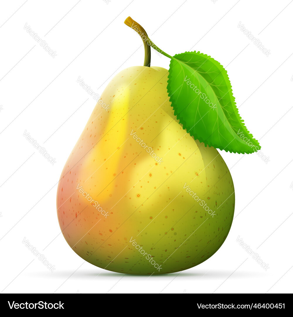 Single pear fruit close up Royalty Free Vector Image