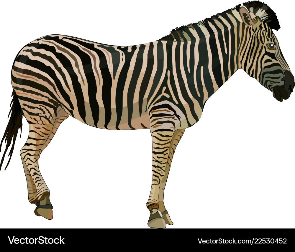 Zebra Royalty Free Vector Image - VectorStock