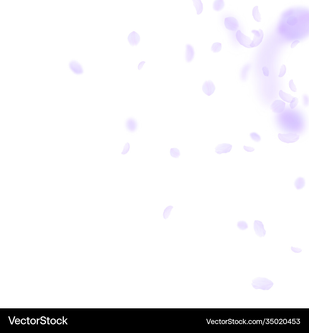 Violet flower petals falling down vibrant romanti Vector Image