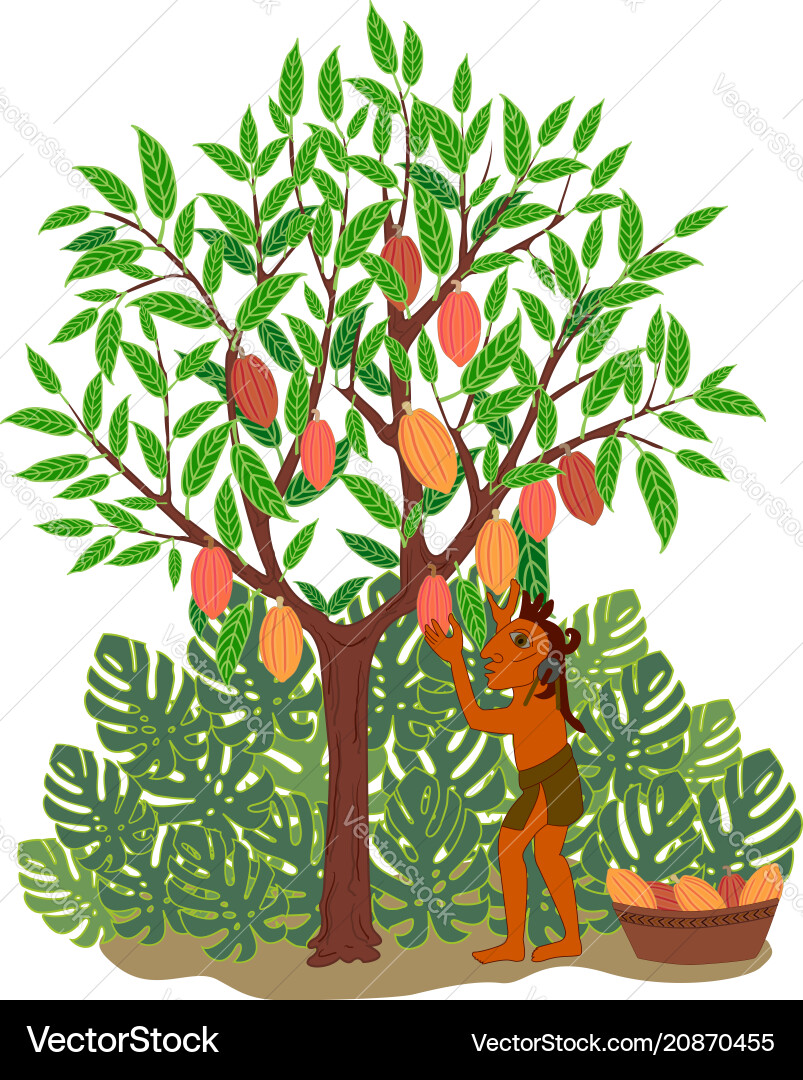 Cacao tree Royalty Free Vector Image - VectorStock