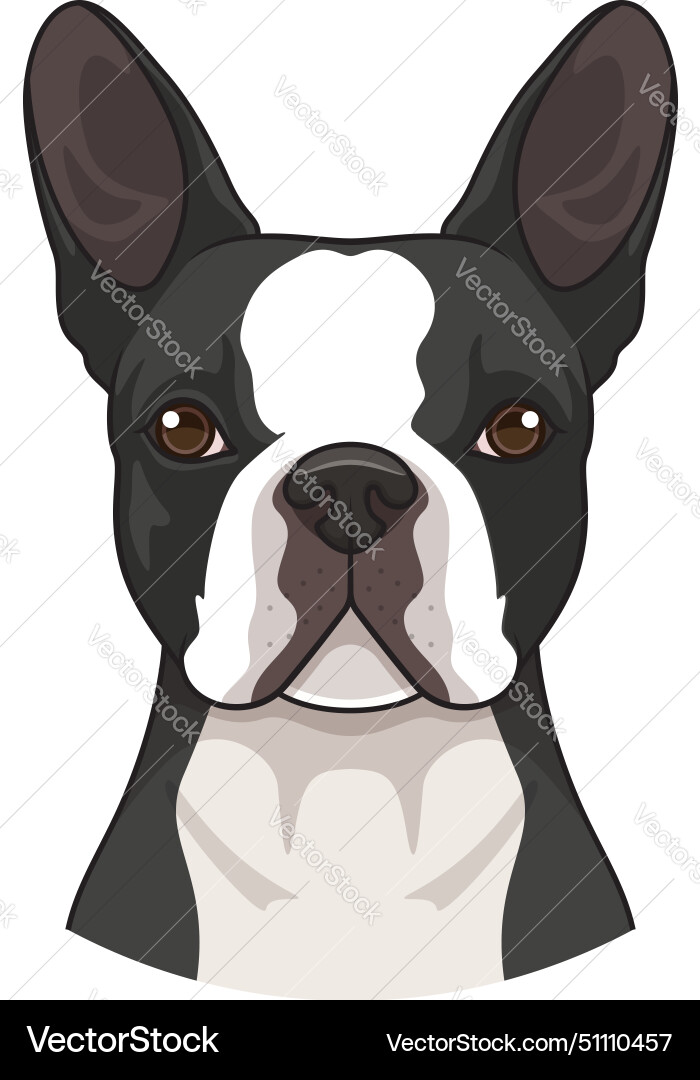Boston terrier face cartoon clip art Royalty Free Vector