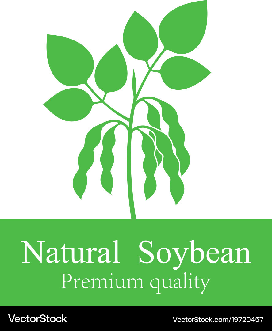 Soybean Royalty Free Vector Image - VectorStock