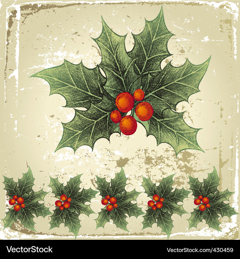 Christmas holly Royalty Free Vector Image - VectorStock
