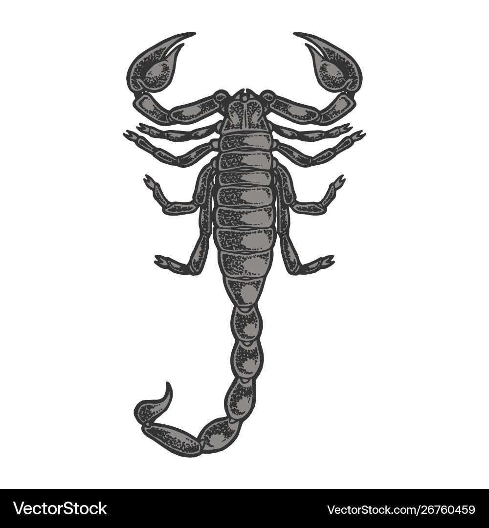 Scorpion color sketch engraving Royalty Free Vector Image